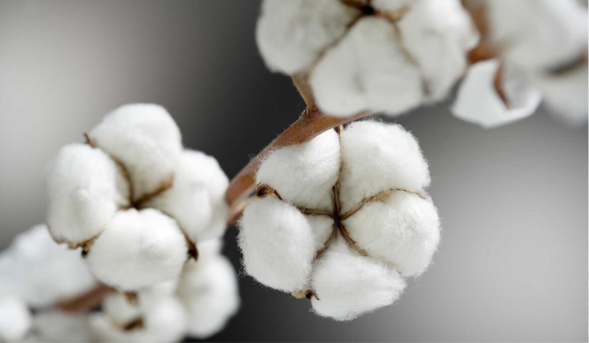 SANTISTA PRIMERA TEXTIL CON ALGODÓN RESPONSABLE ARGENTINO -ARA ...